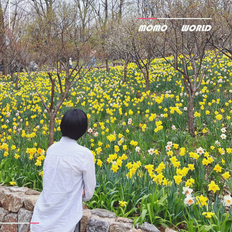 경기도 꽃구경 광주 화담숲 수선화 봄꽃 축제 방문팁 네이버 블로그