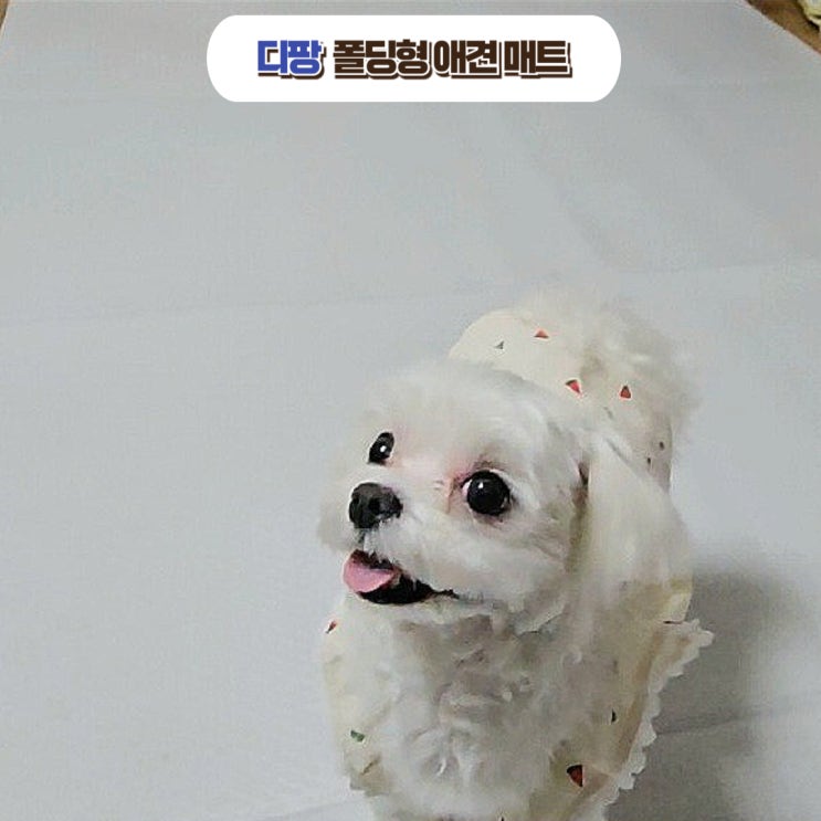 강아지 미끄럼 방지 애견 매트 추천 디팡으로 슬개골 탈구 예방을 해요 네이버 블로그