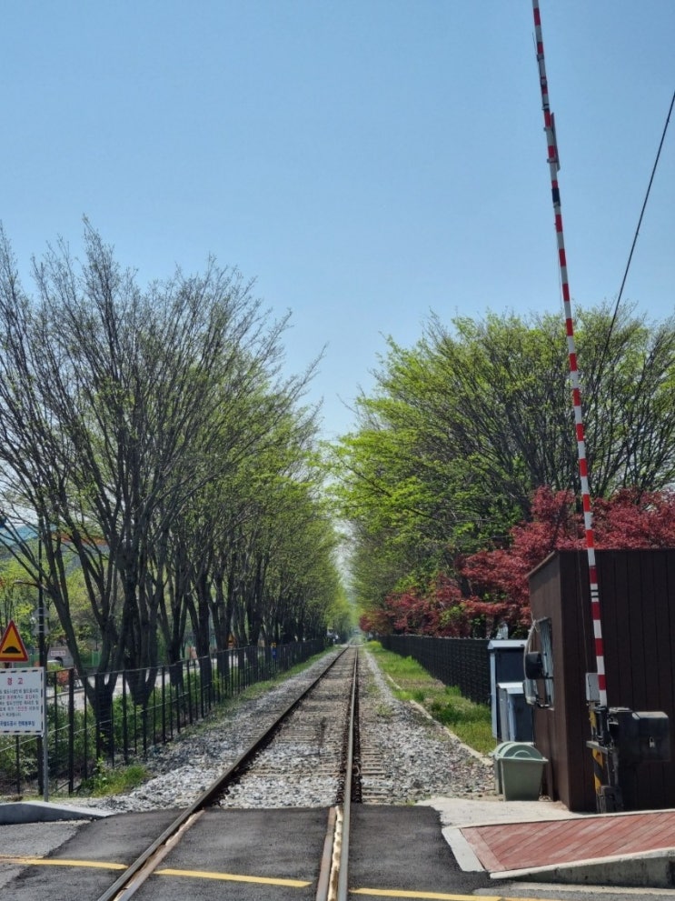전주 팔복동 이팝나무 개화상태 운영 중인 철길 인증샷 찍기 가능할까 네이버 블로그