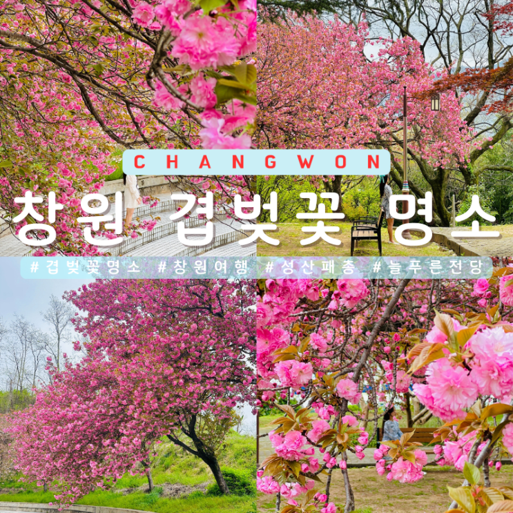 창원 겹벚꽃 명소 늘푸른전당 성산패총 실시간 개화상황 경남 가볼만한곳 네이버 블로그