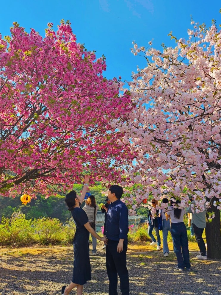 천안 각원사 겹벚꽃 개화 주차 방문시간 네이버 블로그