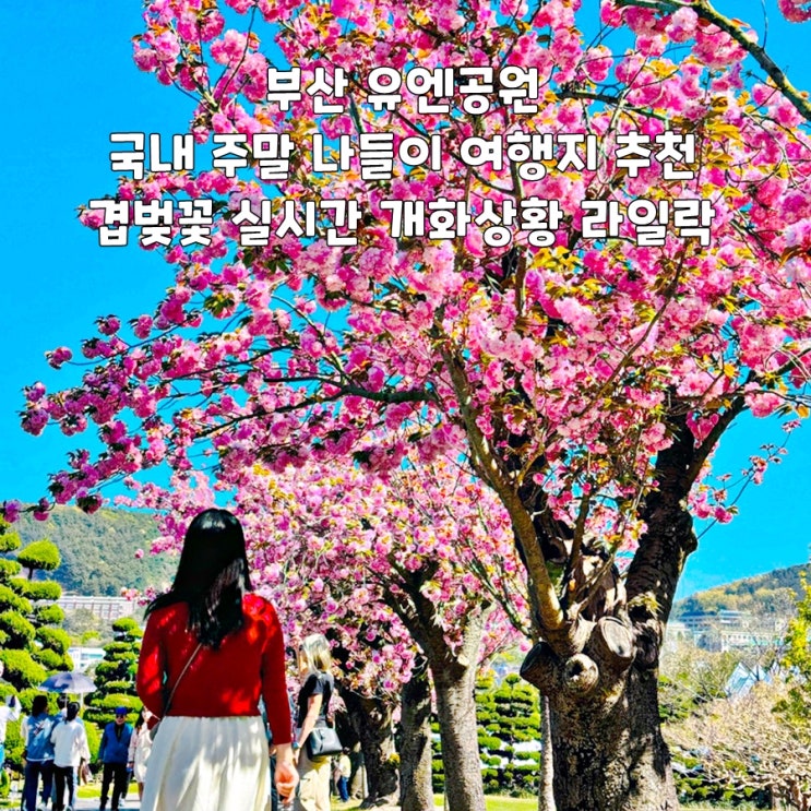 부산 유엔공원 국내 주말 나들이 여행지 추천 겹벚꽃 실시간 개화 상황 라일락 볼 수 있음 네이버 블로그