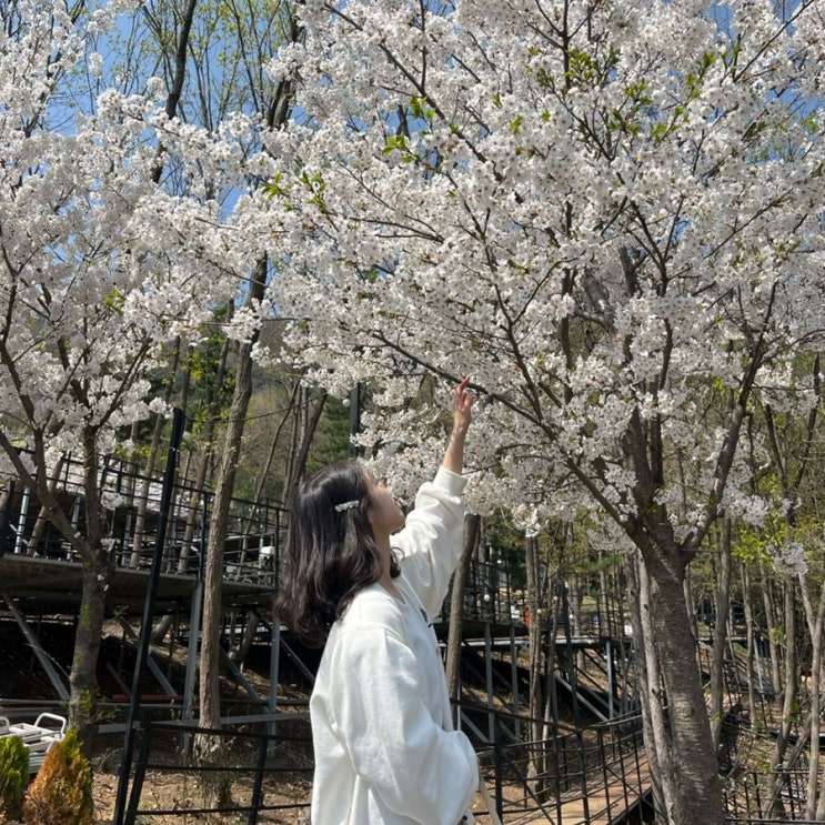 열일곱번째캠핑 가평캠핑 블루문캠핑장 벚꽃캠핑 숲속데크 너무 좋았다 네이버 블로그
