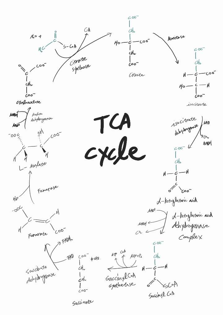 [생화학] TCA 회로(or citric acid cycle, Krebs cycle) : 네이버 블로그