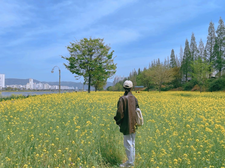 울산 유채꽃 단지 태화강 국가정원 유채꽃길 현황 네이버 블로그