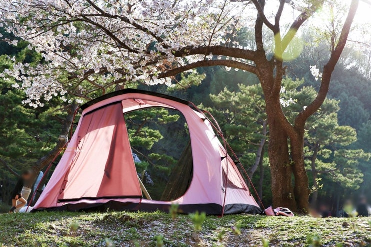 청주 상당산성 벚꽃 앤딩 그래도 신남 네이버 블로그