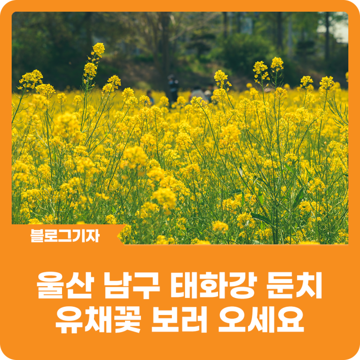 블로그 기자 울산 남구 태화강 둔치 유채꽃 보러 오세요 네이버 블로그