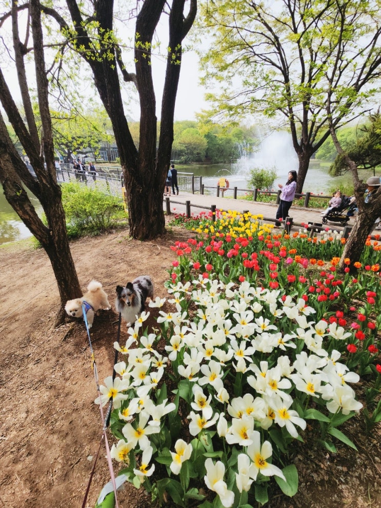 서울숲 분수 튤립위치 별빛정원 거울연못 주차장 주차비 외국인 일본인 친구랑 서울 관광 가볼만한곳 놀거리 볼거리 애견동반