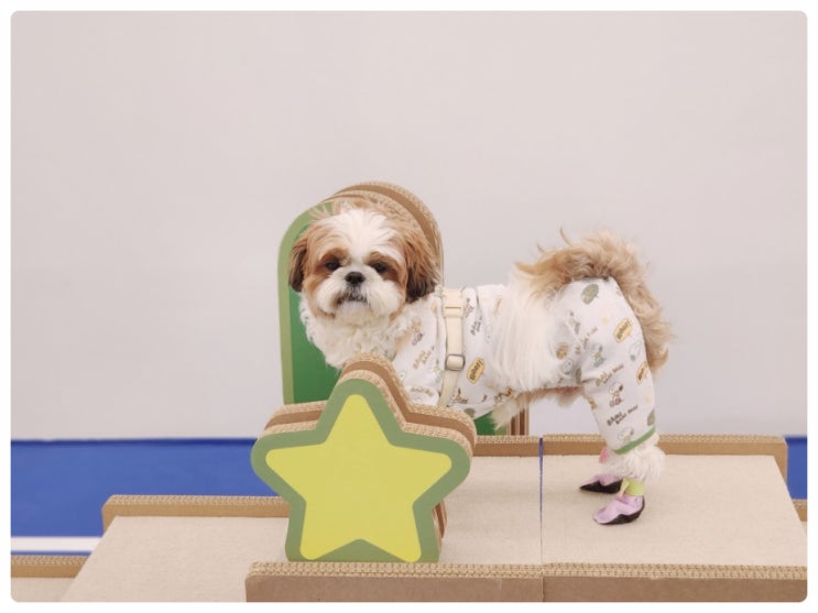 마당스페이스 수원 애견 운동장 강아지 동반 글램핑 멍멍포썸 놀이터 네이버 블로그