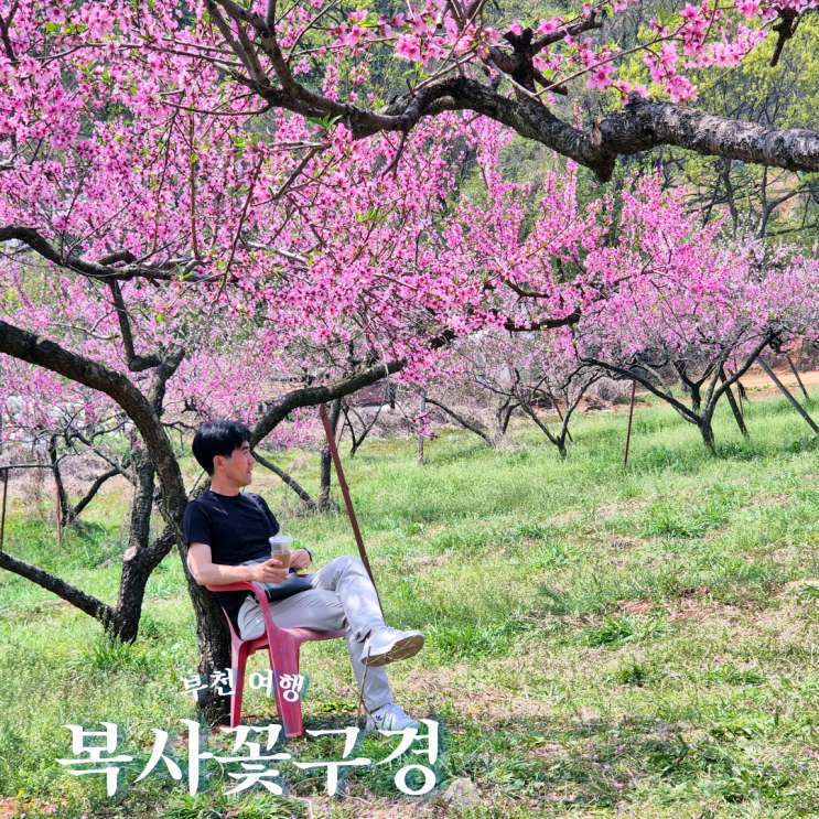 서울 근교 경기도 꽃구경 부천 가볼만한곳 춘덕산 복숭아꽃동산 네이버 블로그