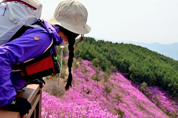 천주산 진달래 융단 깔려진 경남 창원 등산코스 달천계곡 축제 주차장 네이버 블로그