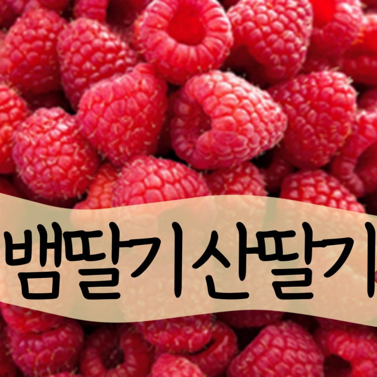 뱀딸기 산딸기 나무 효능 다양해 네이버 블로그