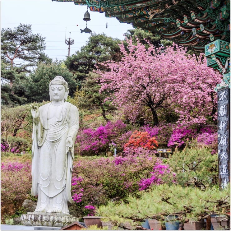 겹벚꽃 명소 세종 가볼 만한 곳 유명한 절 영평사 사진 찍기 좋은 곳 봄꽃구경 벚꽃 개화시기 네이버 블로그