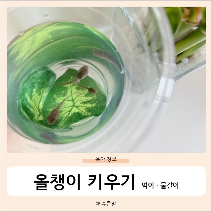 개구리 한살이 올챙이 키우기 올챙이 먹이 물갈이 분양 네이버 블로그