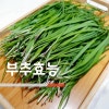 부추 효능 손질법 보관법 부작용 네이버 블로그