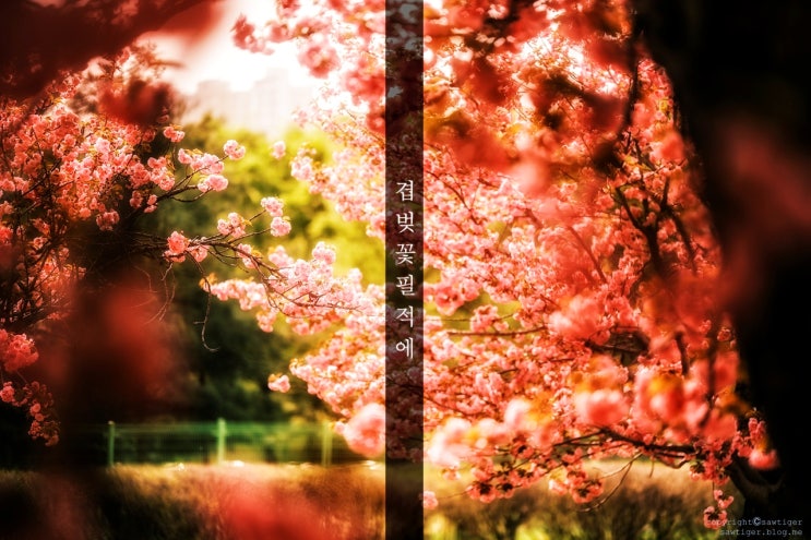 미사경정공원 겹벚꽃 4월17일의 개화 상황 네이버 블로그