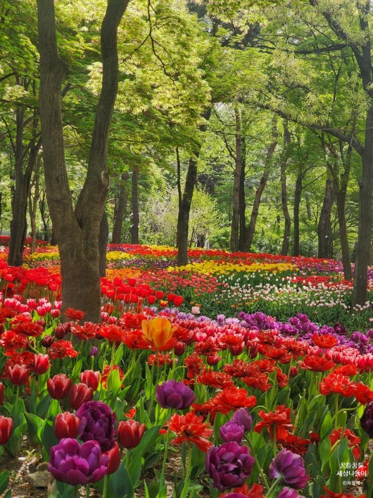 서울숲 튤립 지금이 딱 예쁜날 : 네이버 블로그