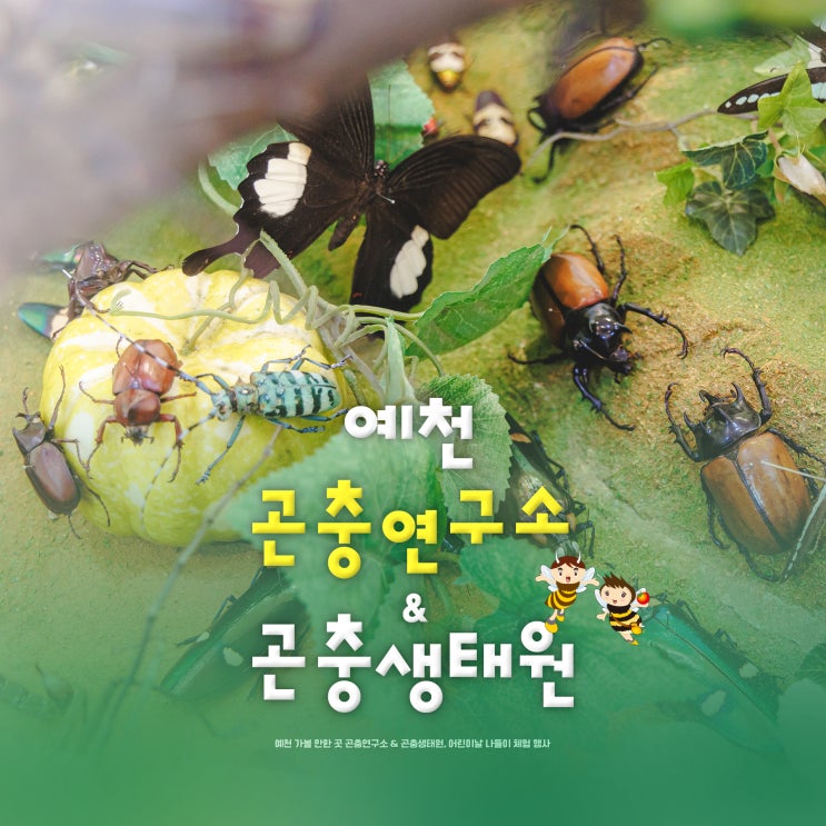 예천 가볼 만한 곳 곤충연구소 And 곤충생태원 어린이날 나들이 체험 행사 네이버 블로그