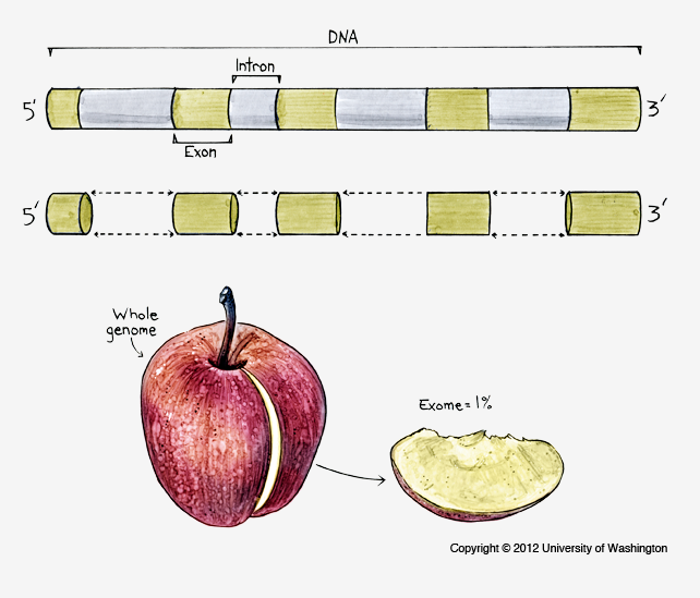 WGS vs. WES (Genome? Exome? Sequencing?) : 네이버 블로그