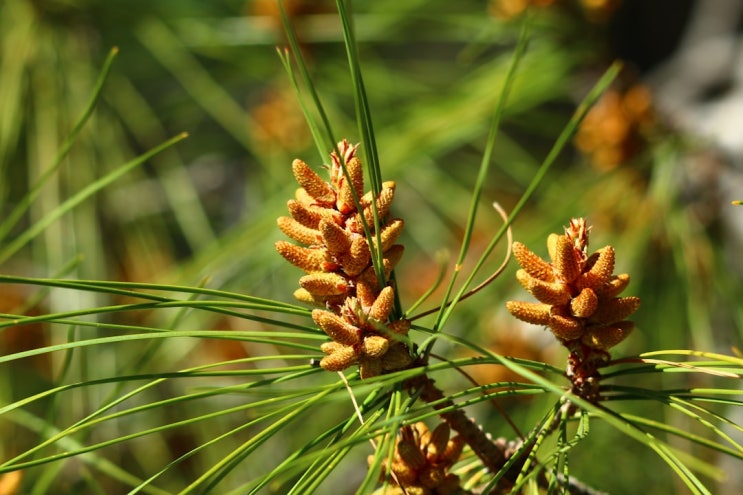 송화가루 알레르기ㅣPine Tree Pollen Allergy : 네이버 블로그