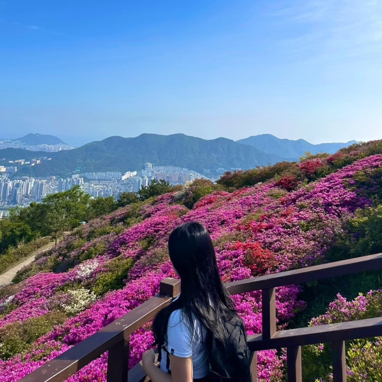 부산 백양산 철쭉 개화상황 쉬운등산코스 And 지름길 안내 선암사 애진봉 철쭉군락지 정상 선암사 네이버 블로그