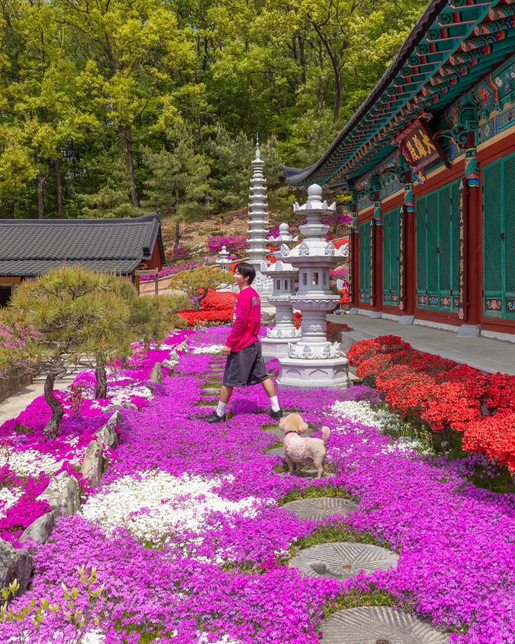 공주 가볼만한곳 💐 금강사 꽃잔디 세종 영평사 겹벚꽃 엔학고레 카페 네이버 블로그