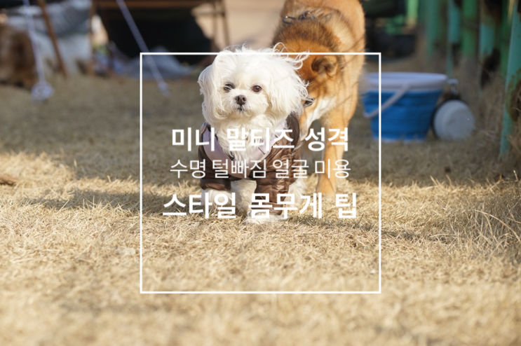 미니 말티즈 성격 수명 털빠짐 얼굴 미용 스타일 몸무게 팁 네이버 블로그
