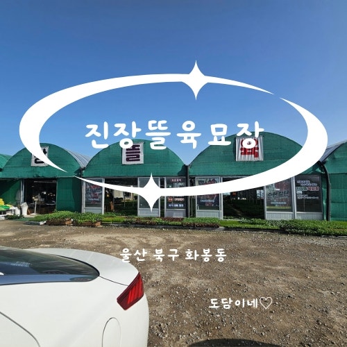 울산 북구)화봉동 진장동 모종파는 곳 울산대형종묘사 진장뜰육묘장 : 네이버 블로그