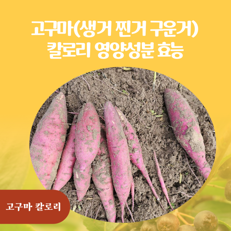 고구마생것 찐거 구운거칼로리 영양성분·효능 네이버 블로그