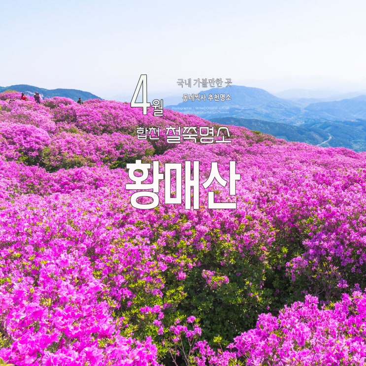 2024년 제28회 합천 황매산 철쭉제 대한민국 철쭉 최고의 명소 여행지 네이버 블로그