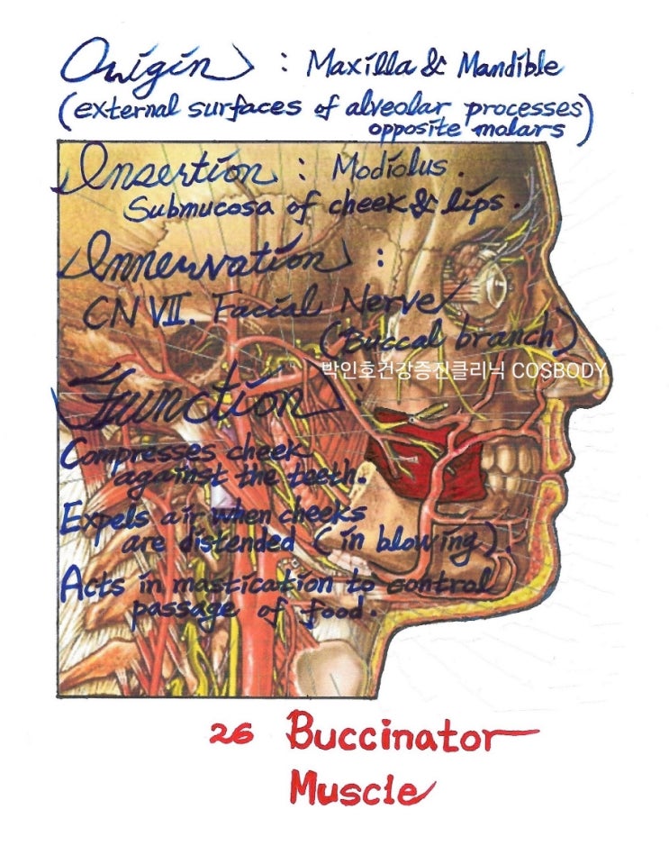 기능해부학 ⭐️26 볼근 ; 협근 Buccinator Muscle : 네이버 블로그