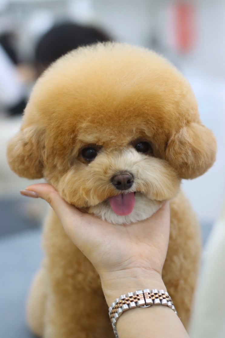 푸들 설쿠키 이태원 애견미용 도미네로 신예은원장님 : 네이버 블로그