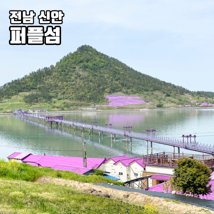 신안 퍼플섬 가는 법 보라색 입으면 입장료무료 신비한 보랏빛 퍼플교 5월 추천여행지 네이버 블로그