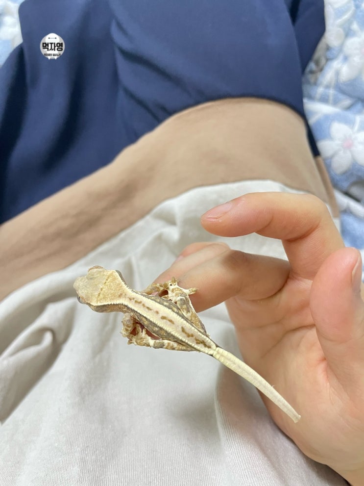 크레스티드 게코 릴리 화이트 3년차 도마뱀 키우기 수명 가격 분양 네이버 블로그
