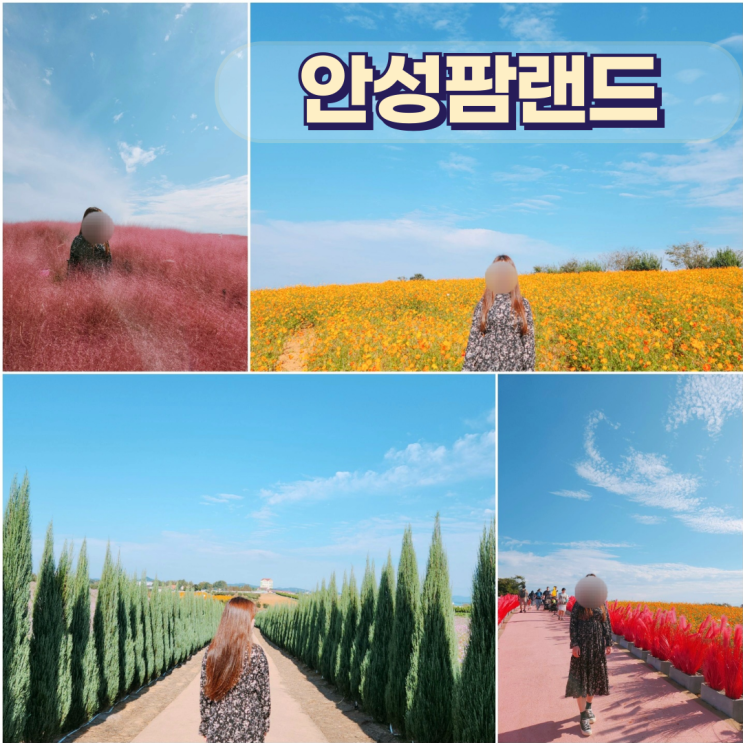 안성팜랜드 입장료 할인, 유채꽃, 핑크뮬리, 코스모스 개화시기(feat. 동물 구경) : 네이버 블로그