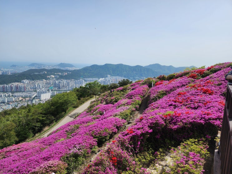 부산 철쭉 명소 백양산 애진봉 최단 등산 코스 실시간 철쭉 개화 상태 주차정보 네이버 블로그