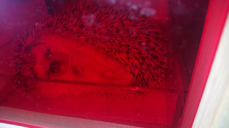 [5ch VIP] 고슴도치 데려왔는데 날 너무 싫어해 : 네이버 블로그