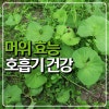 머위뿌리 즙 나물 잎 효능과 부작용 호흡기질환 건강 네이버 블로그