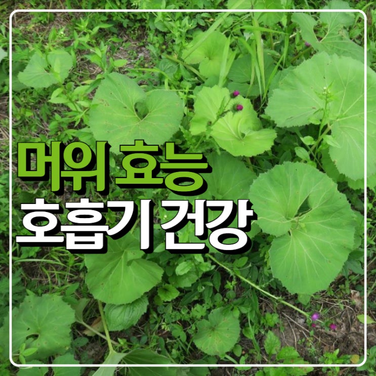 머위뿌리 즙 나물 잎 효능과 부작용 호흡기질환 건강 네이버 블로그