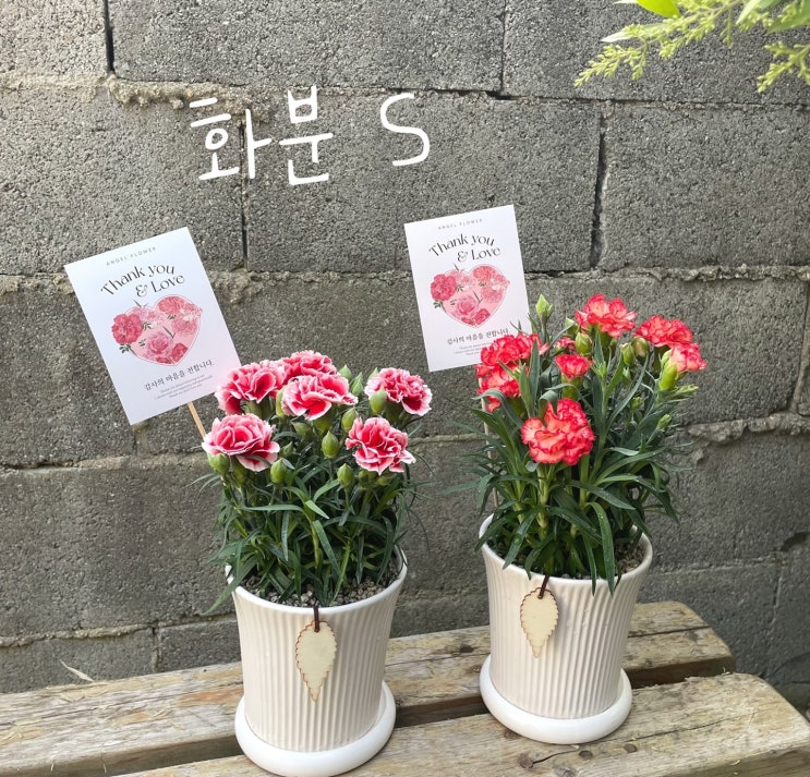 2024 카네이션 화분 Sm 청주꽃집금천동꽃집탑동꽃집용정동꽃집 용암동꽃집 동남지구꽃집청주시내꽃집 청주금천동꽃집