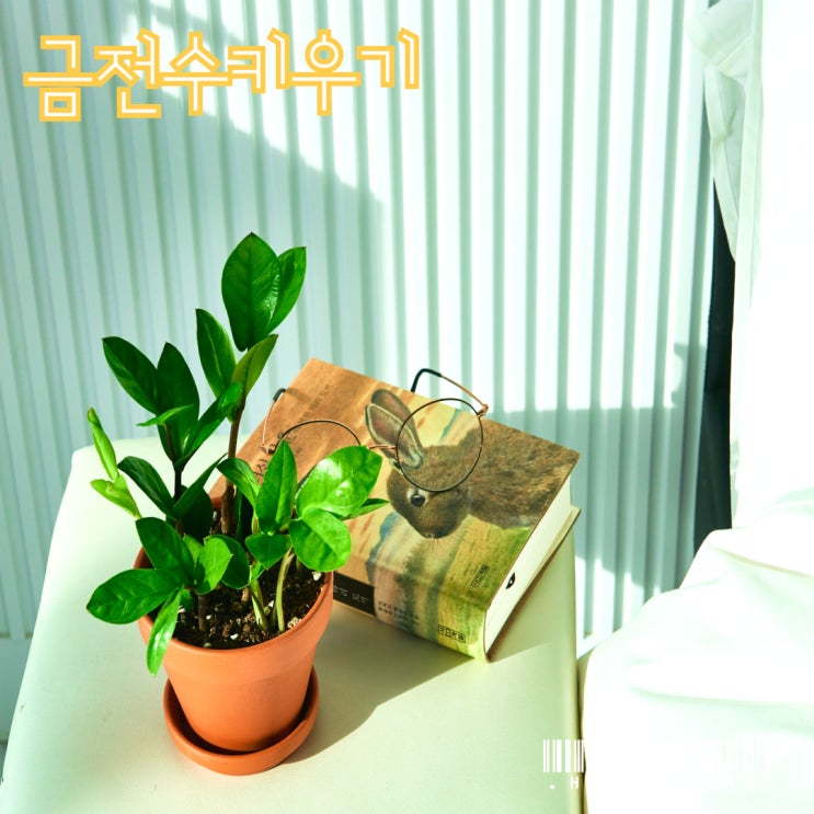 금전수 키우기 꽃말 물주기 분갈이 가지치기 방법 네이버 블로그