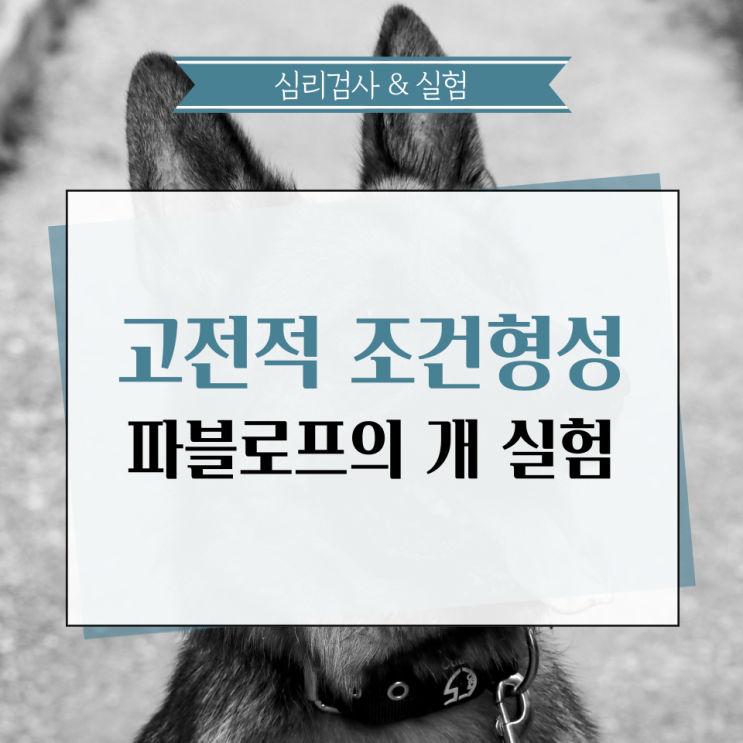 고전적 조건형성 - 파블로프의 개 Ivan Pavlov [학습 심리학 실험] : 네이버 블로그