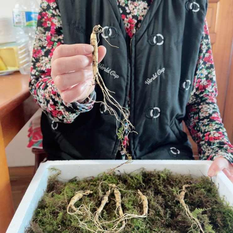 산양삼 효능 장뇌삼 효능 부모님 기운이 너무 없으시다면 바른삼연구소 국내산 산양삼 네이버 블로그
