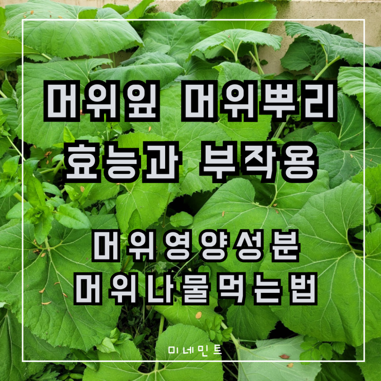 머위잎 효능 머위뿌리 효능과 부작용 머위나물 먹는법 네이버 블로그