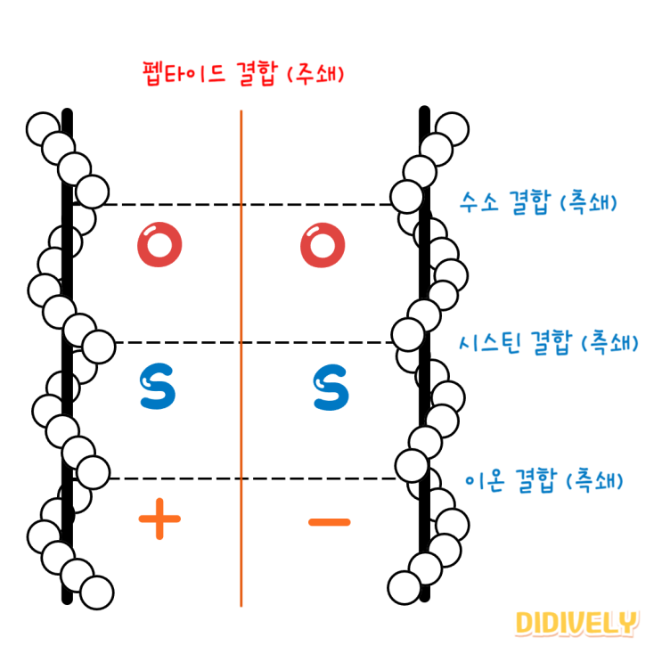 속눈썹 펌의 원리 모발의 4대 결합 펩타이드 결합 시스틴 결합 수소 결합 이온 결합 이해하기 네이버 블로그