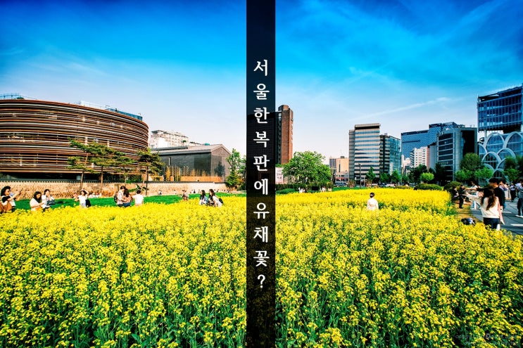 서울 유채꽃 명소 열린송현녹지광장 네이버 블로그