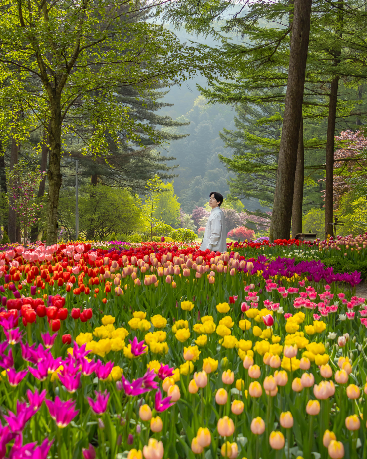 가평 갈만한곳 🌷 가평 볼거리 아침고요수목원 튤립 가평 수목원 네이버 블로그