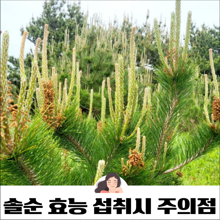 니코틴 제거에 좋은 솔순 효소 효능 액기스 먹는 법 주의점 네이버 블로그
