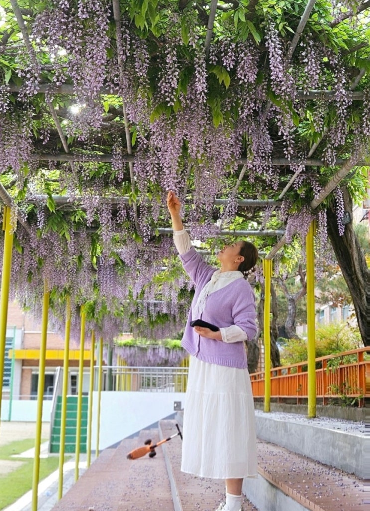 천안 등나무꽃 용암초등학교 실시간 개화 소식 아름다워 : 네이버 블로그