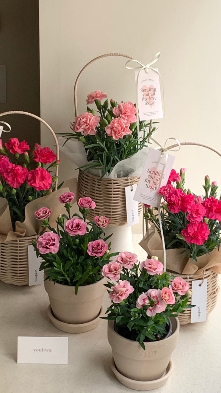 전주한옥마을꽃집 youhwa_2024 어버이날 상품 6. 카네이션화분 : 네이버 블로그
